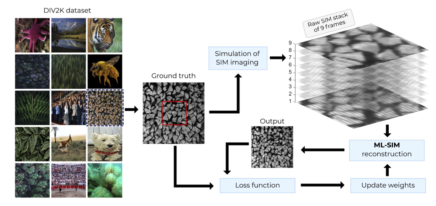 ML-SIM : Universal reconstruction of structured illumination microscopy ...